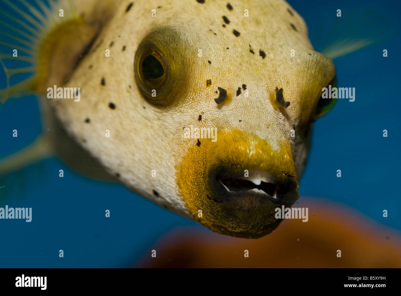 Arothron nigropunctatus, Blackspotted Pufferfish, Tetraodontidae Stock ...