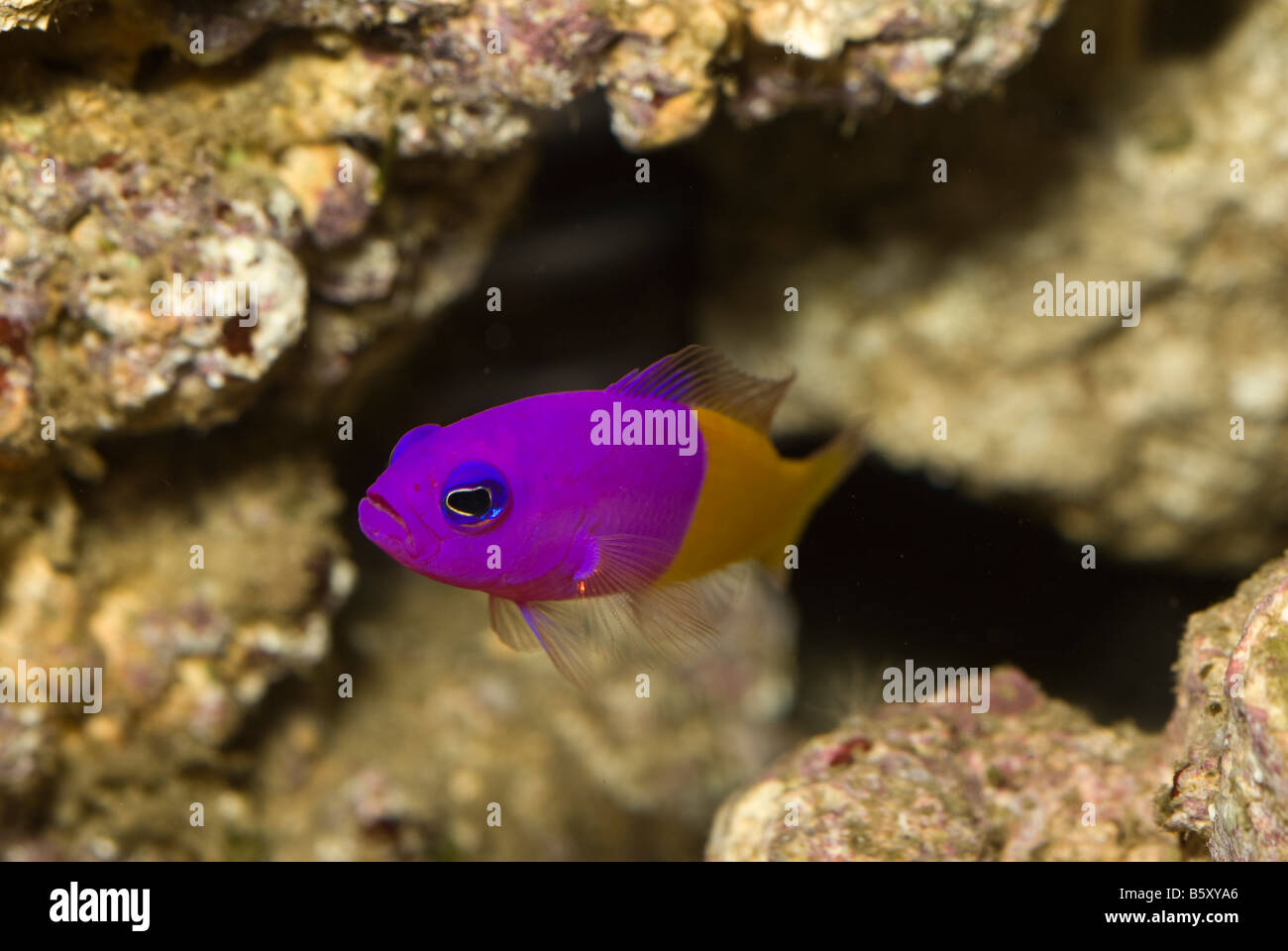 Royal dotyback pseudochromis paccagnellae hi-res stock photography and images - Alamy