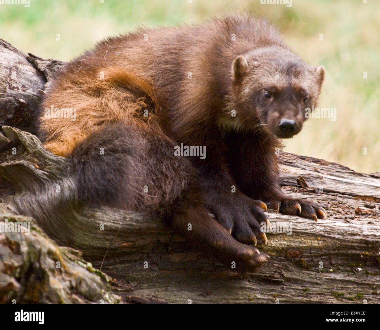 Wolverine claws hi-res stock photography and images - Alamy