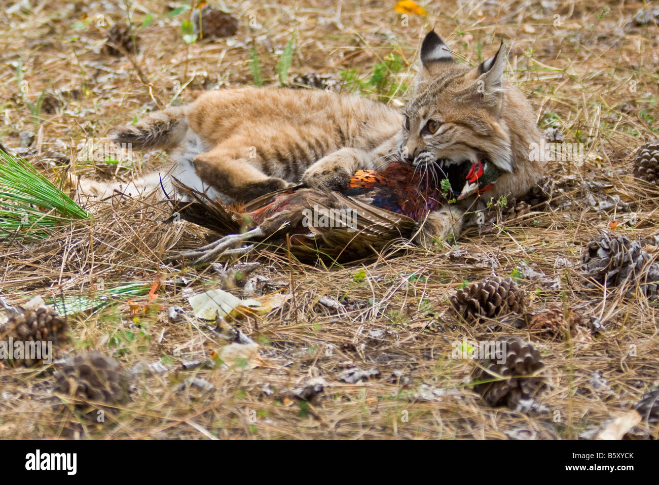A bobcat with a pheasant as prey - controlled conditions Stock Photo ...