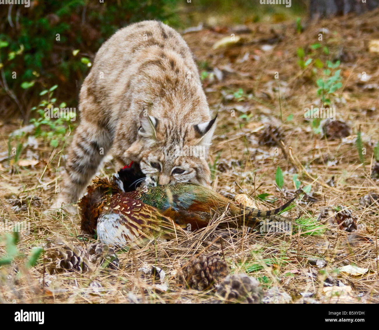 Bird eating bobcat hi-res stock photography and images - Alamy