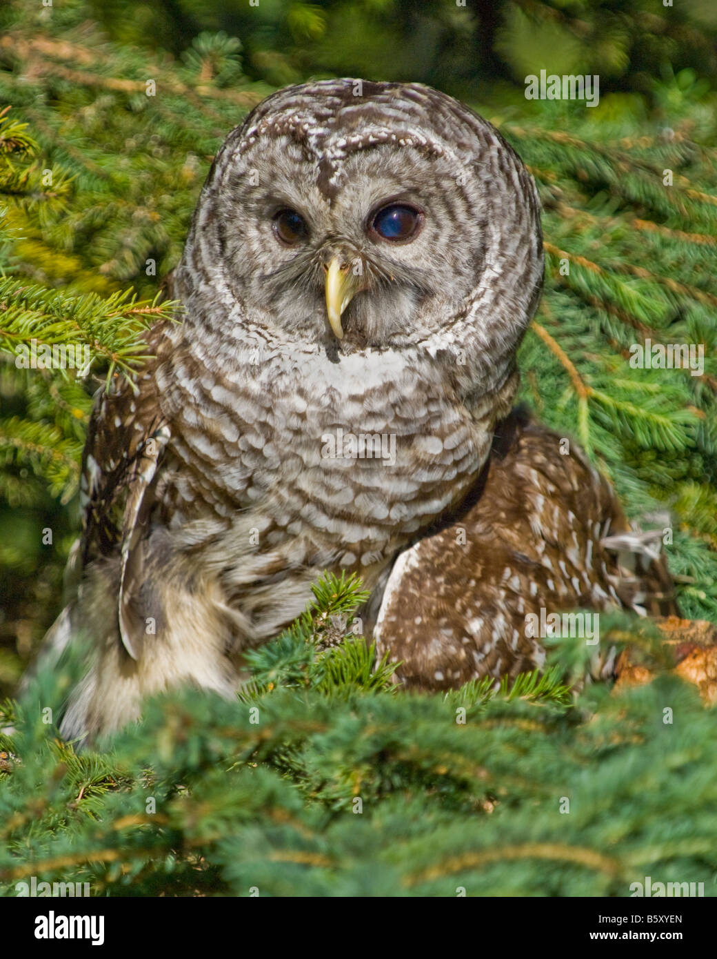 Rescued Barred Owl - flightless due to injury Stock Photo - Alamy
