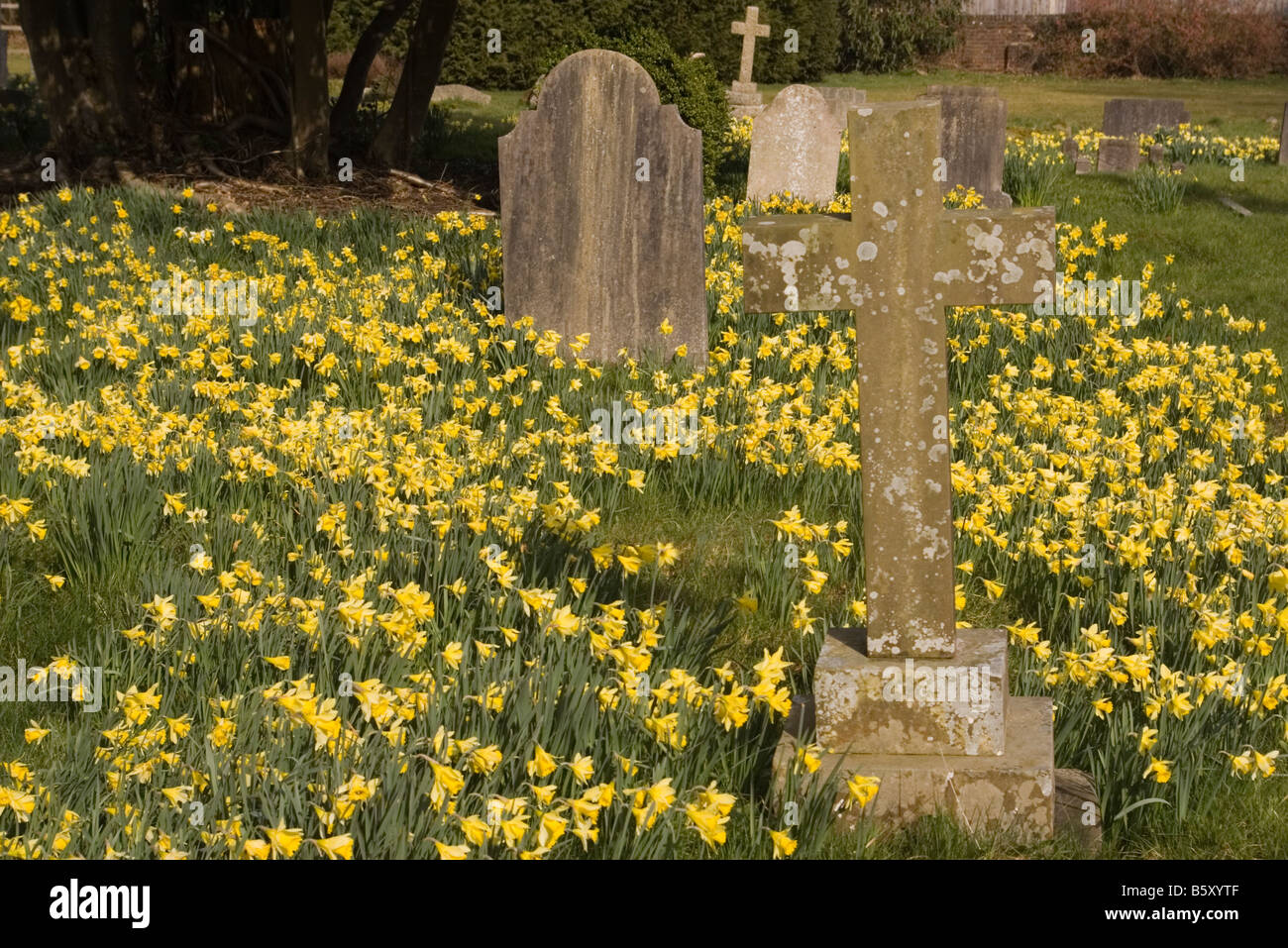 Graveyard Gravestones Graves in a bed of Spring Daffodils Stock Photo ...