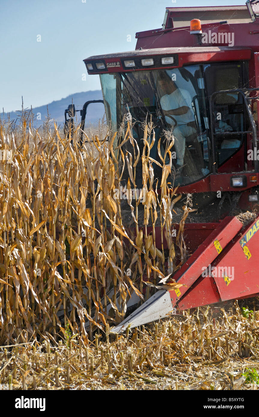 Corn maize harvest france hi-res stock photography and images - Alamy