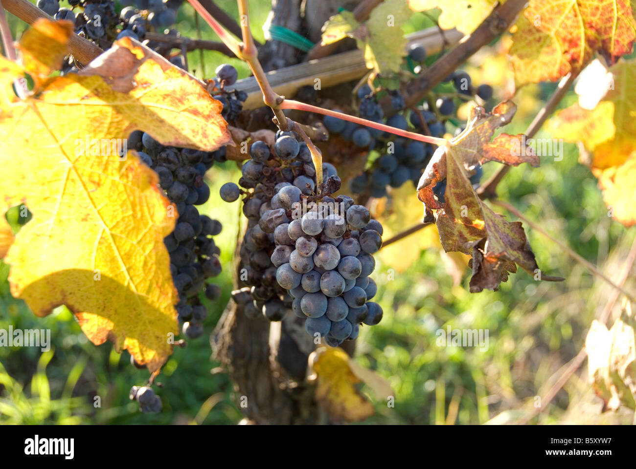 Chianti vine hi-res stock photography and images - Alamy
