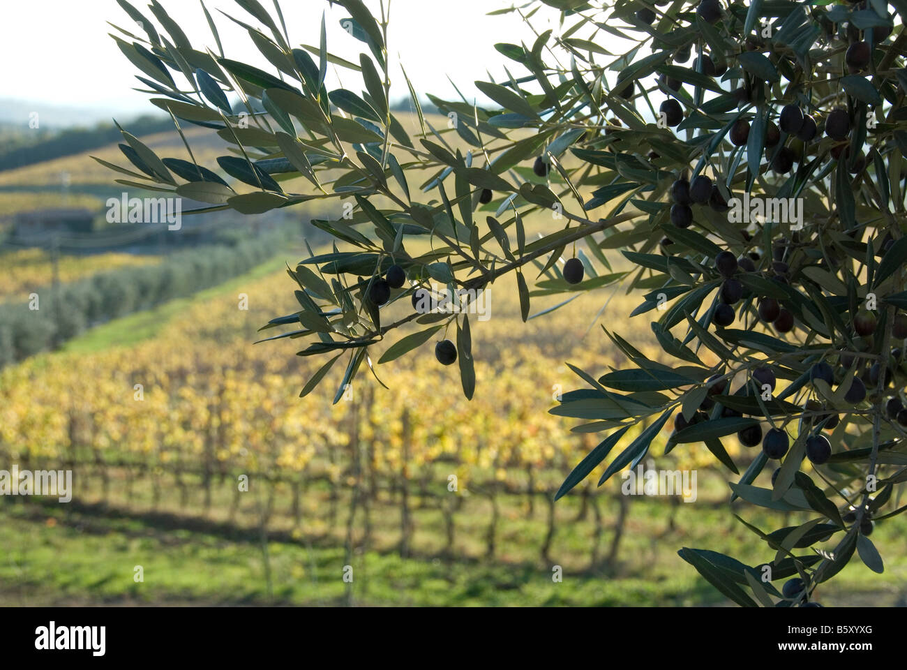Olive branch hi-res stock photography and images - Alamy