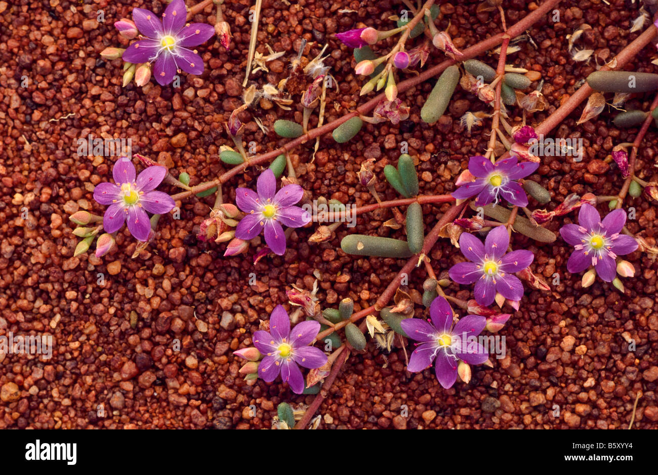 Desert flower, outback Australia Stock Photo - Alamy