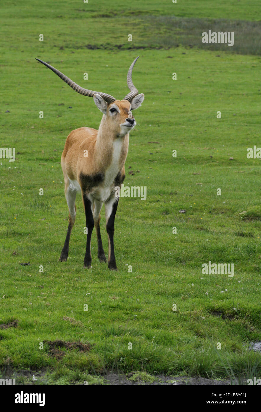 Kafue Flats Lechwe (Kobus Lechwe Kafuensis) male, native to Botswana ...