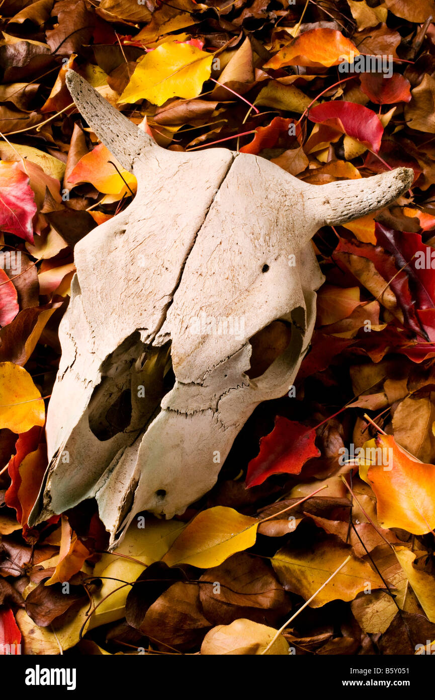 Death Leaves High Resolution Stock Photography and Images - Alamy