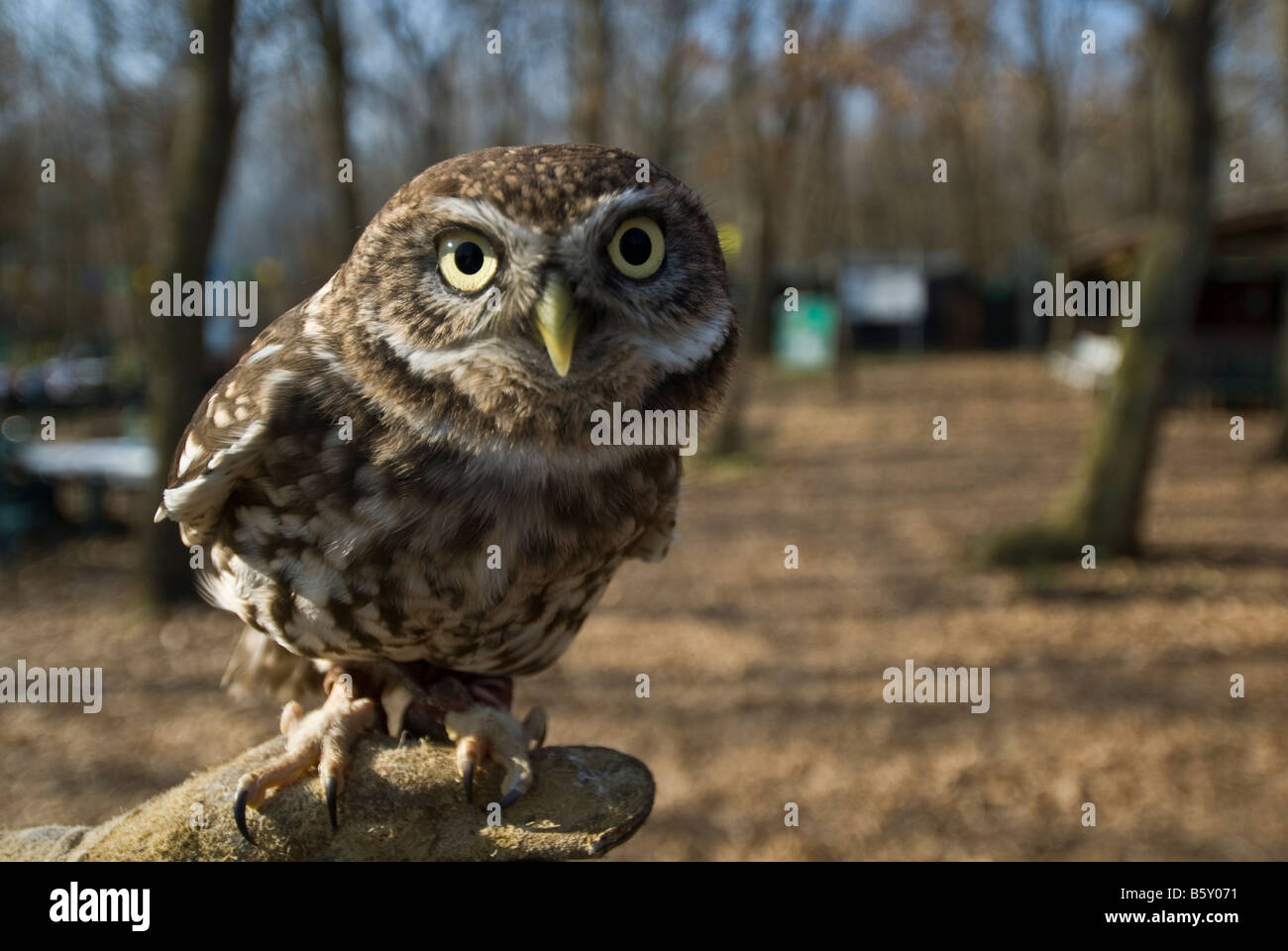 Little Owl, Athena noctua, nocturnal predator bird, Stringidae, Europe ...