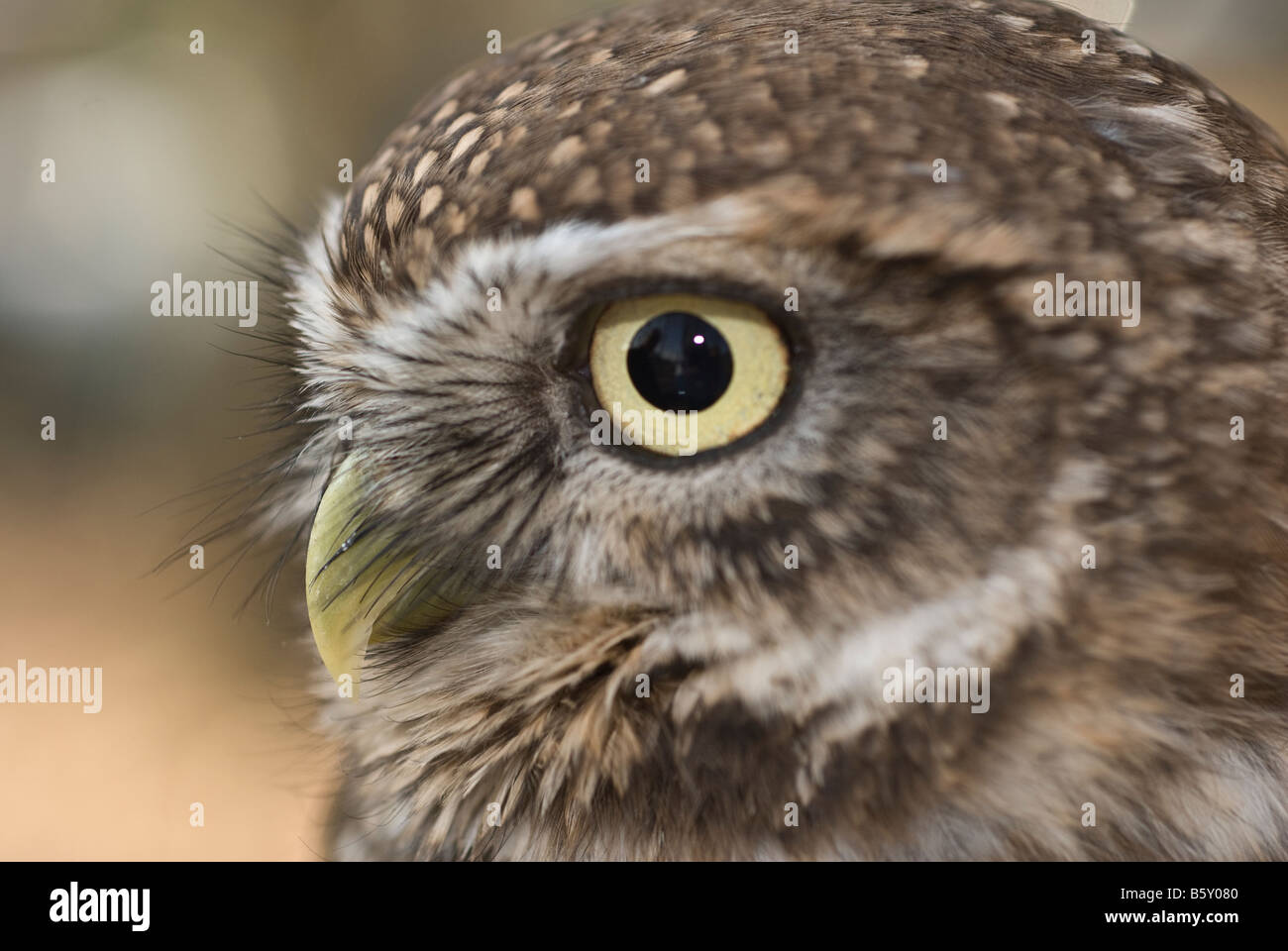 Predator bird hi-res stock photography and images - Alamy