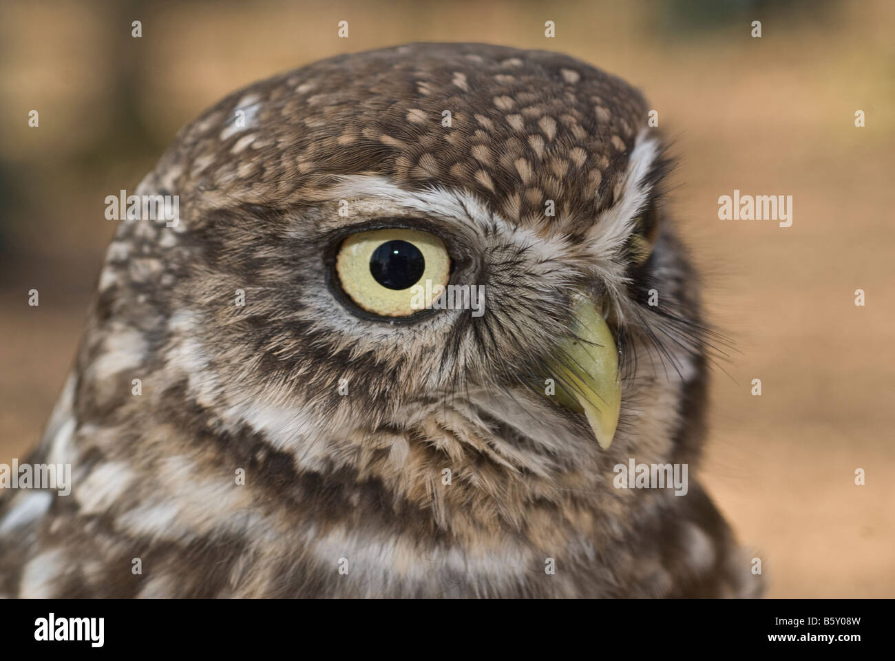 Little Owl, Athena noctua, nocturnal predator bird, Stringidae, Europe ...