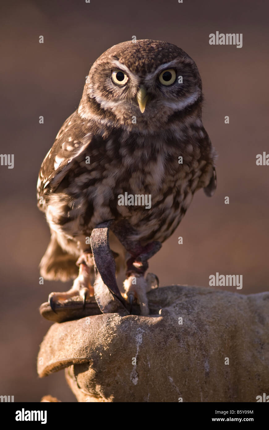 Little Owl, Athena noctua, nocturnal predator bird, Stringidae, Europe ...