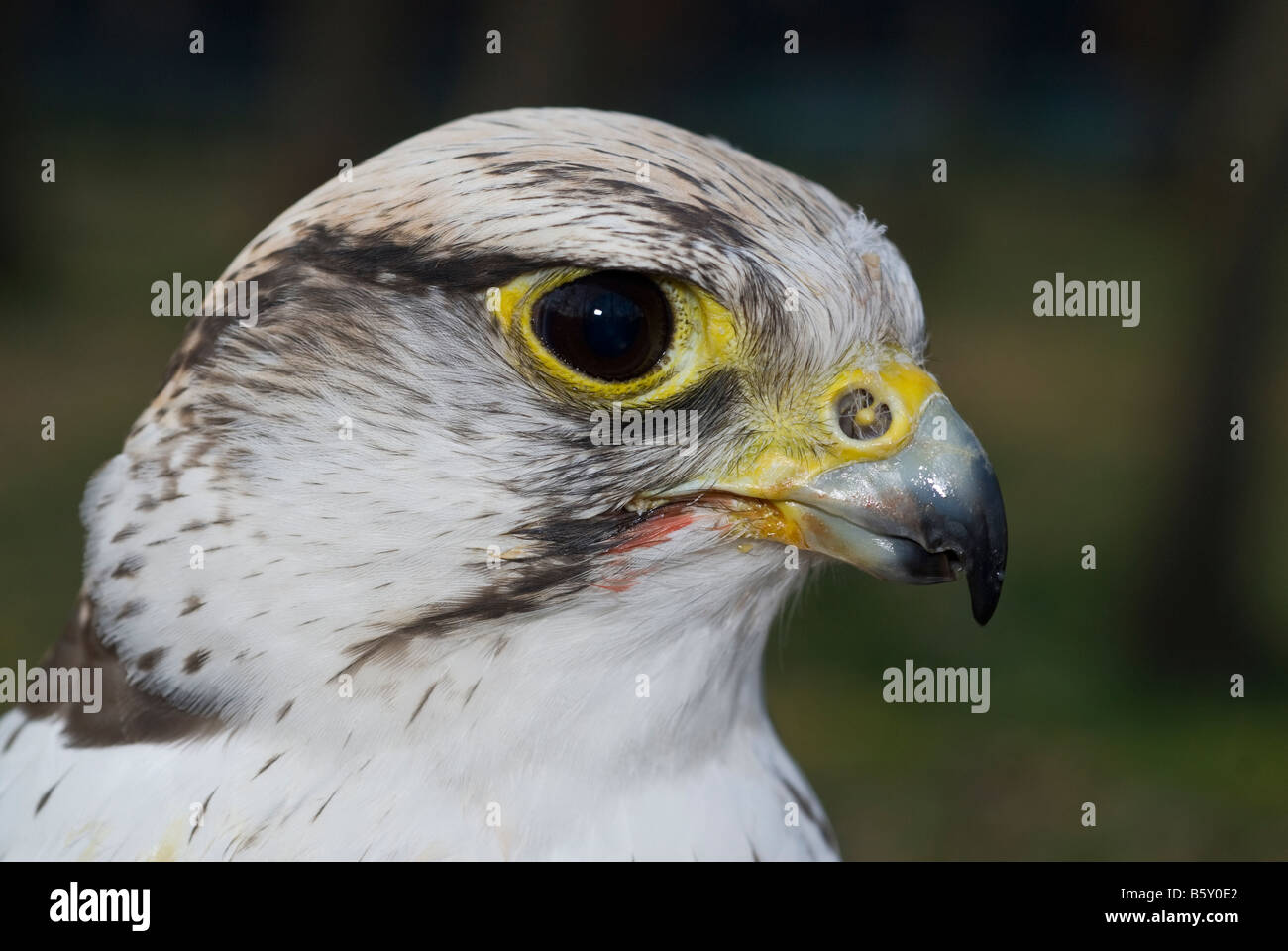 Bird hybrid Gyrfalcon Falco rusticolus and Lanner Falcon Falco ...