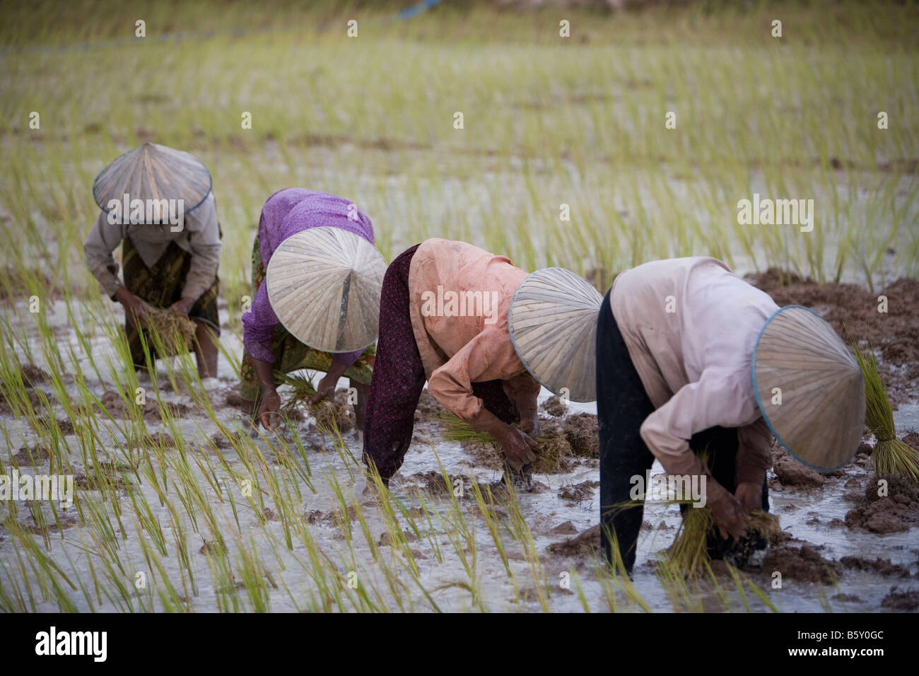 Farmers plant rice in a paddy field outside of Siem Reap,Cambodia, on ...