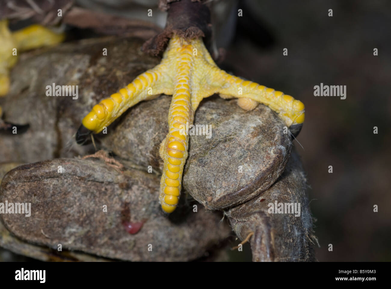 Talon of Bird hybrid Gyrfalcon Falco rusticolus and Lanner Falcon Falco ...