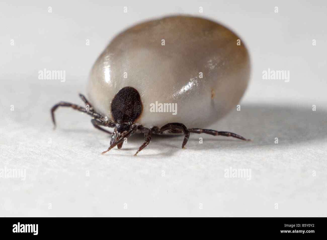 Ticks Parasite Stock Photos & Ticks Parasite Stock Images - Alamy