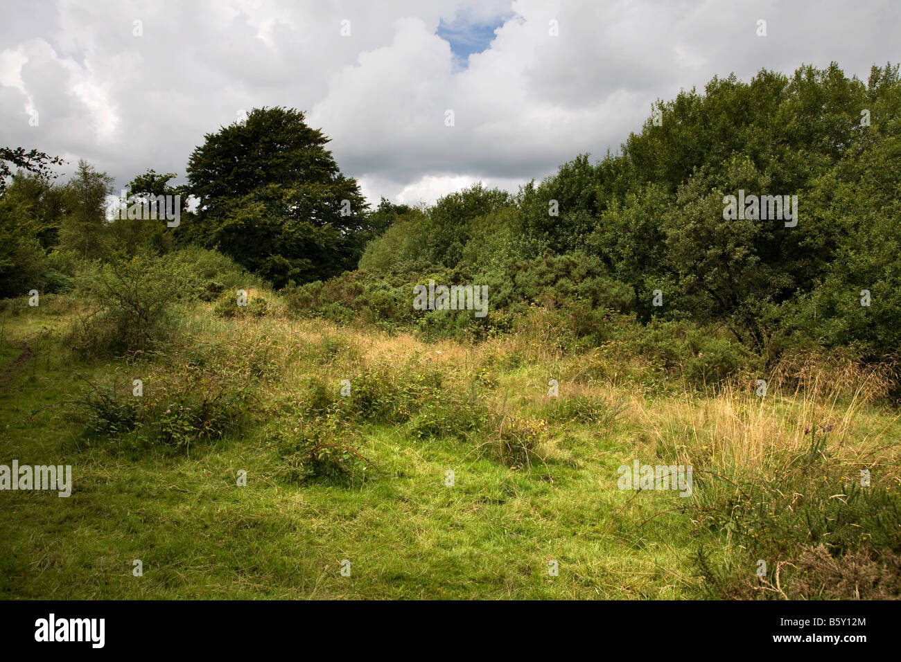 meshaw moor wildlife trust reserve south molton devon Stock Photo - Alamy
