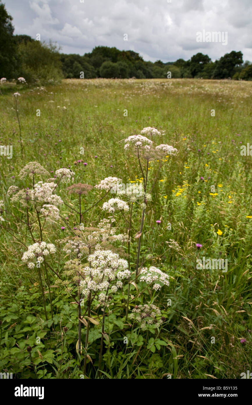 meshaw moor wildlife trust reserve south molton devon Stock Photo - Alamy