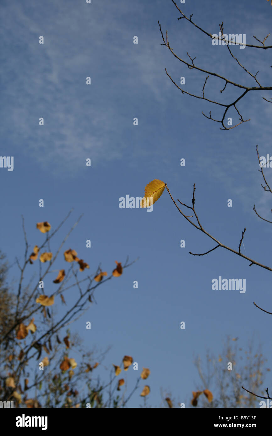 one last leaf on bare tree branches Stock Photo - Alamy