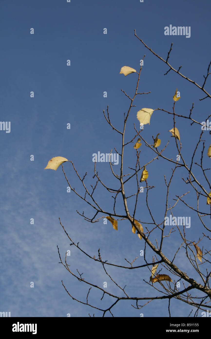 many last leaves on bare tree top branches Stock Photo - Alamy