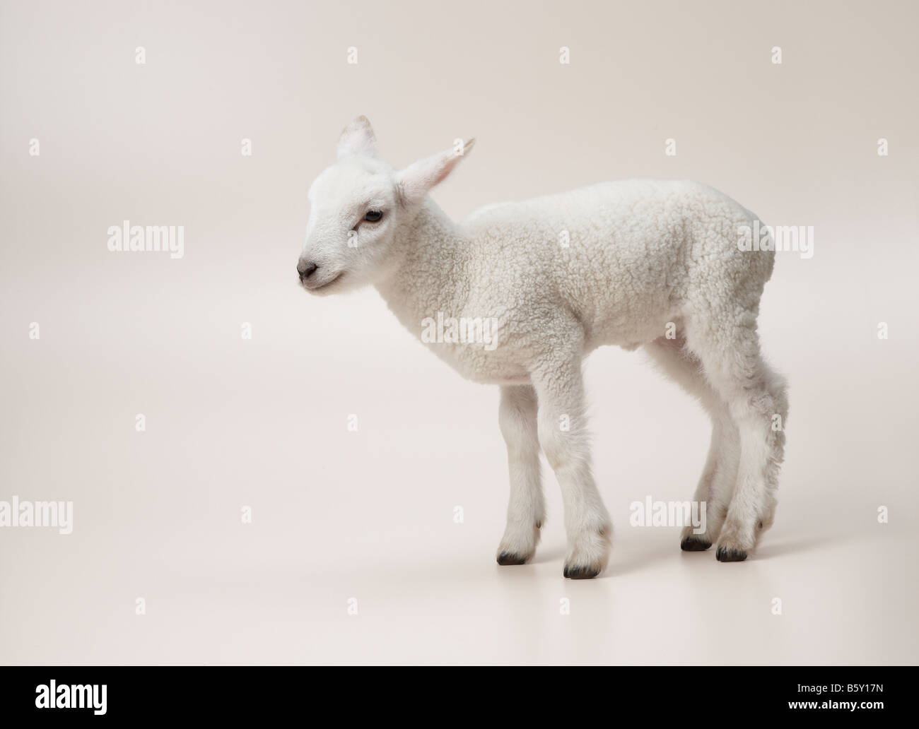 Lamb on white Stock Photo - Alamy