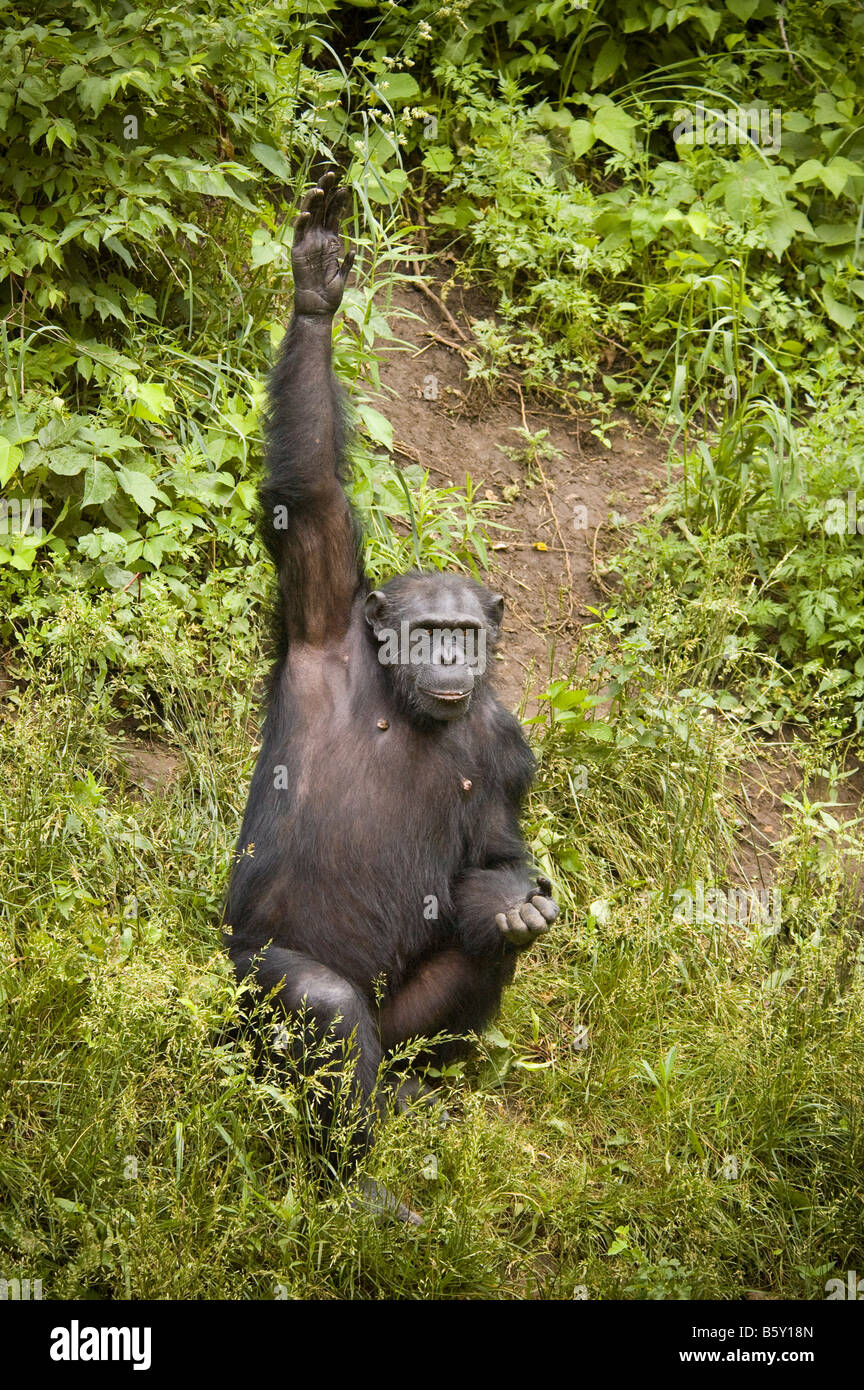 Chimpanzee raising his hand for food Stock Photo - Alamy