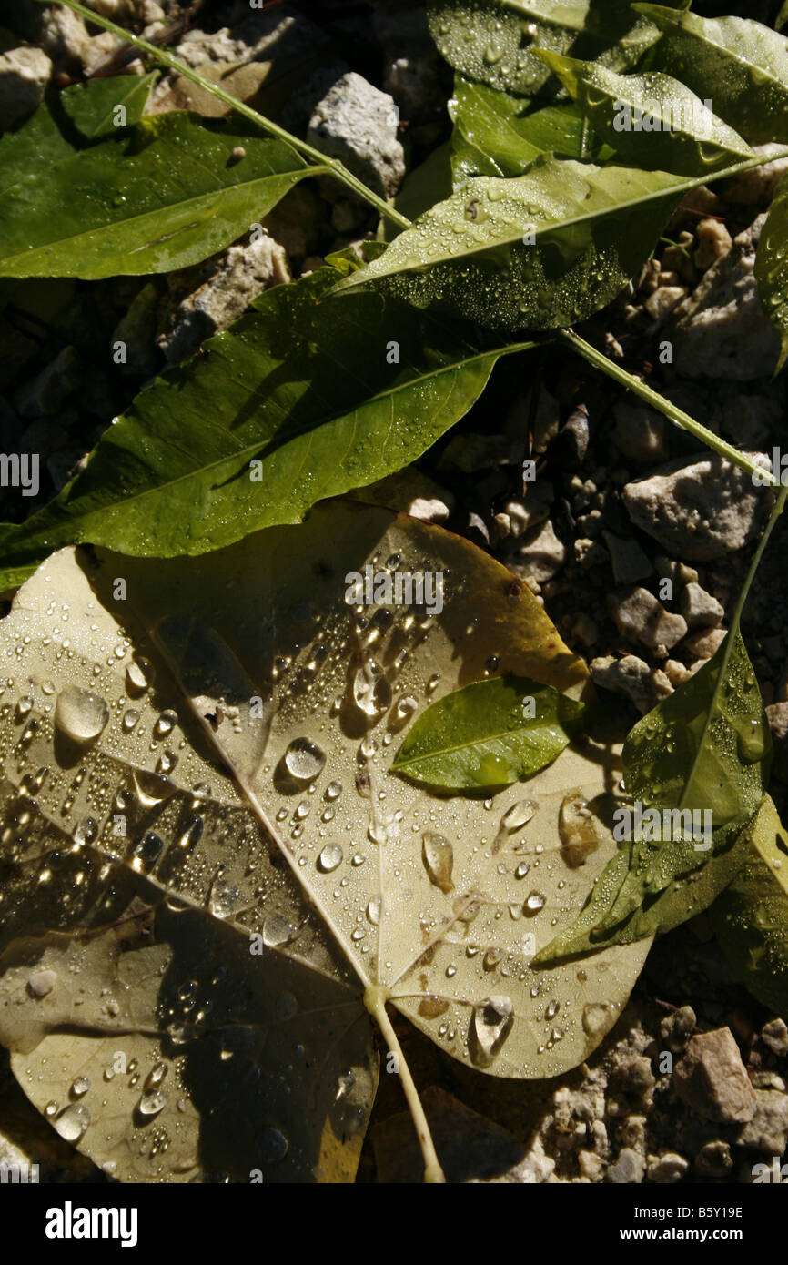 one single fallen leaf with water dropson forest floor Stock Photo - Alamy