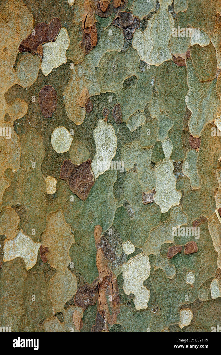 Camouflage textured bark on a tree Stock Photo - Alamy