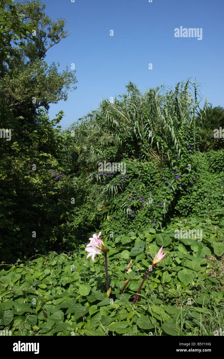 Bella Donna flower, São Miguel, Azores, Portugal Stock Photo - Alamy