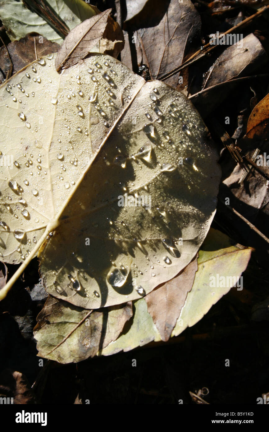 one single fallen leaf with water dropson forest floor Stock Photo - Alamy