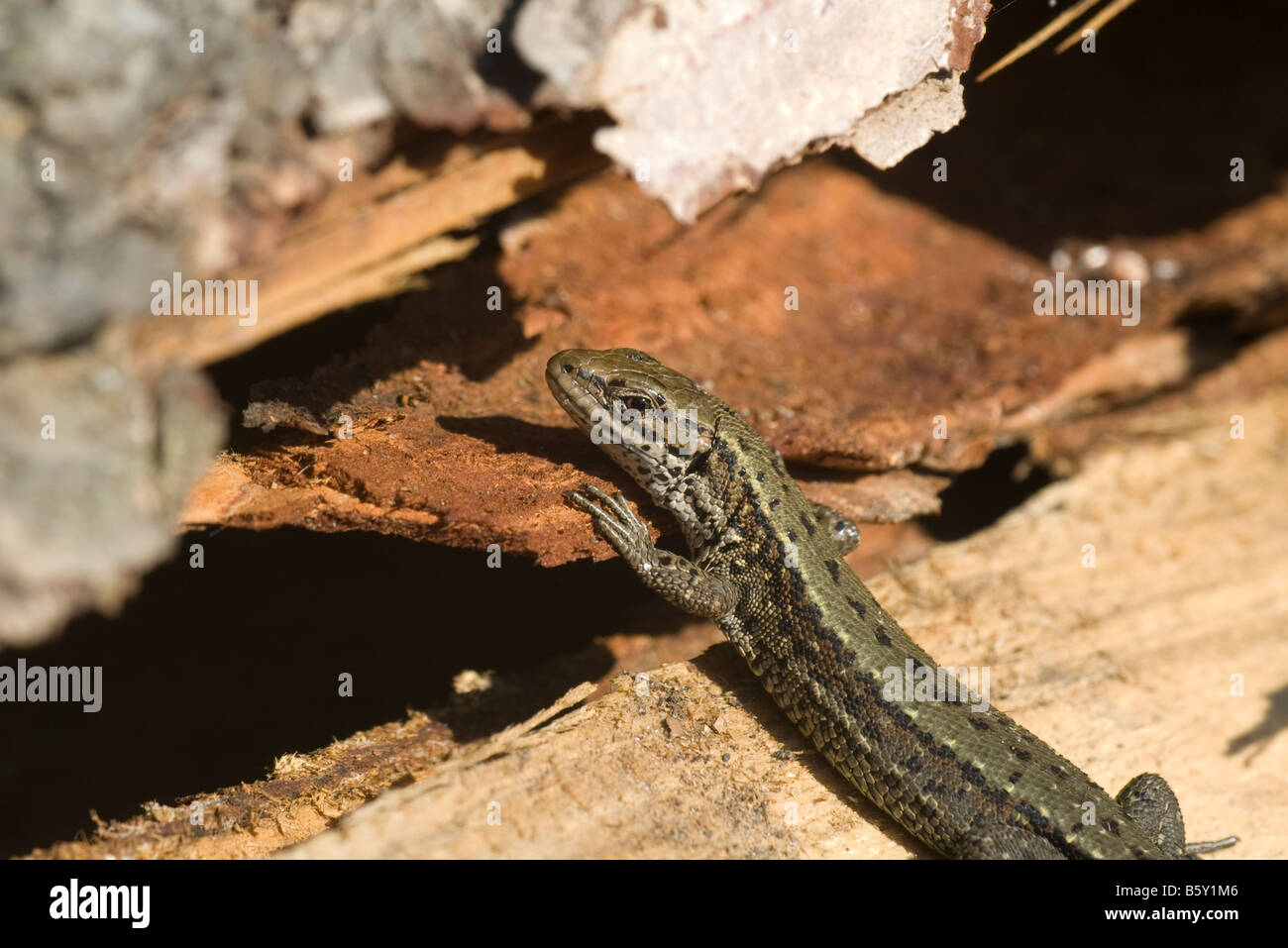 Viviparous reptile hi-res stock photography and images - Alamy