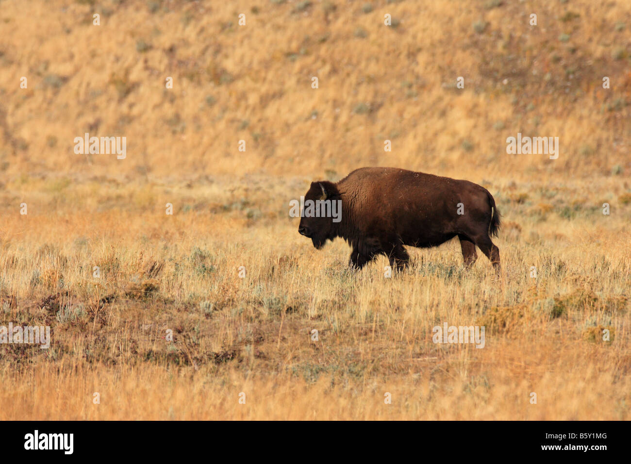 Teton bison hi-res stock photography and images - Alamy