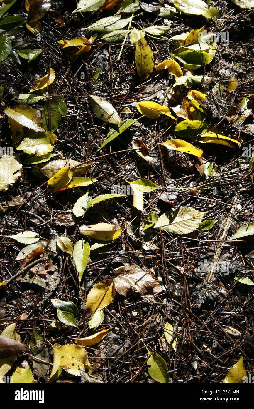 trees inside a dark forest woods Stock Photo - Alamy