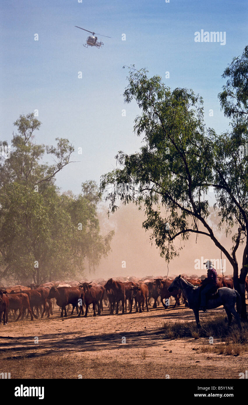 Heli mustering hi-res stock photography and images - Alamy