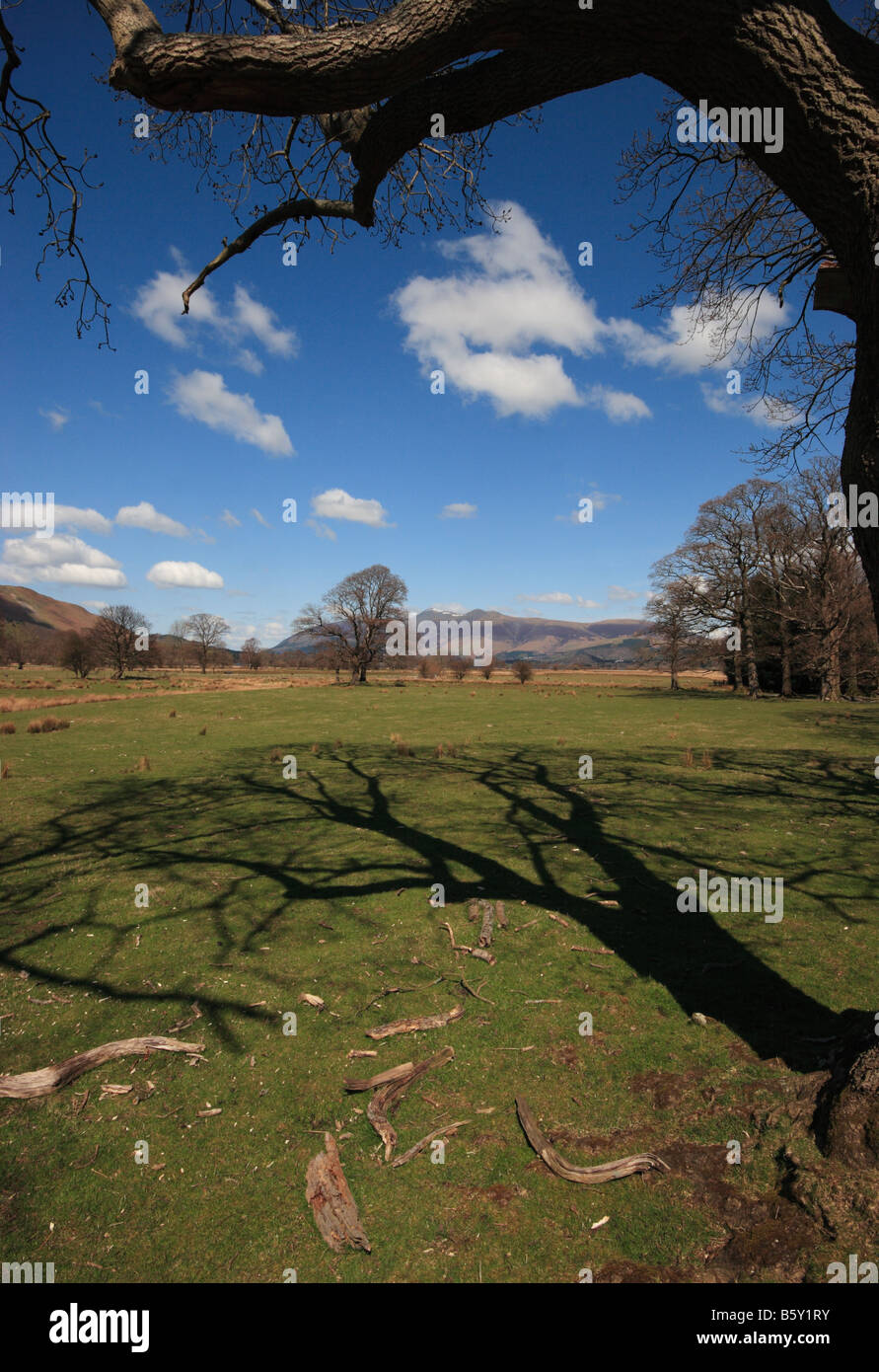 Casts tree shadow hi-res stock photography and images - Alamy
