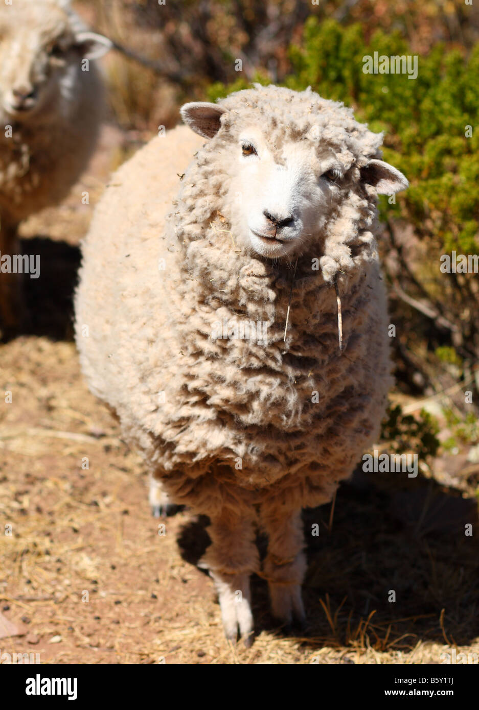 image of traditional peruvian sheep titicaca lake Stock Photo - Alamy