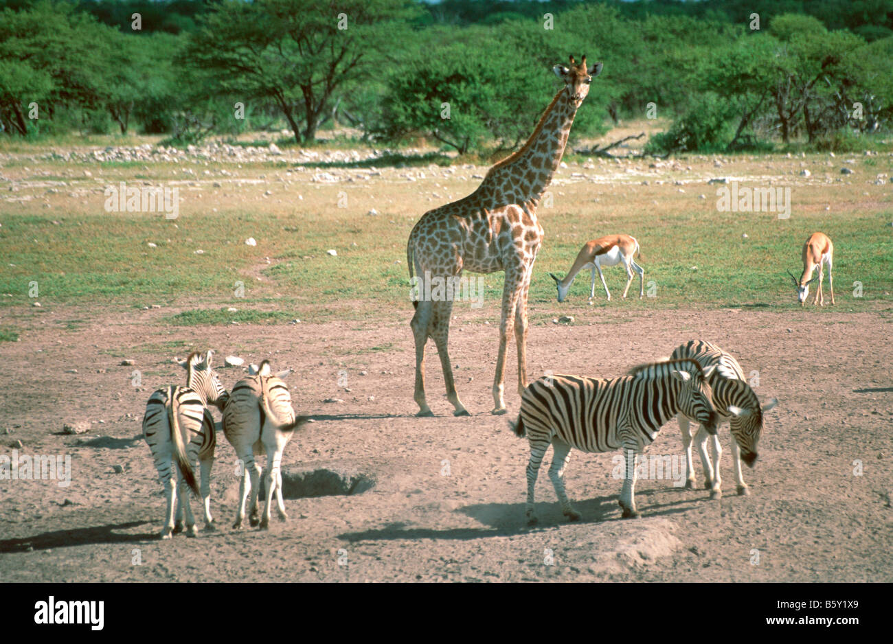 Zebra (Equus quagga), giraffe (giraffa camelopardalis) and springbok ...