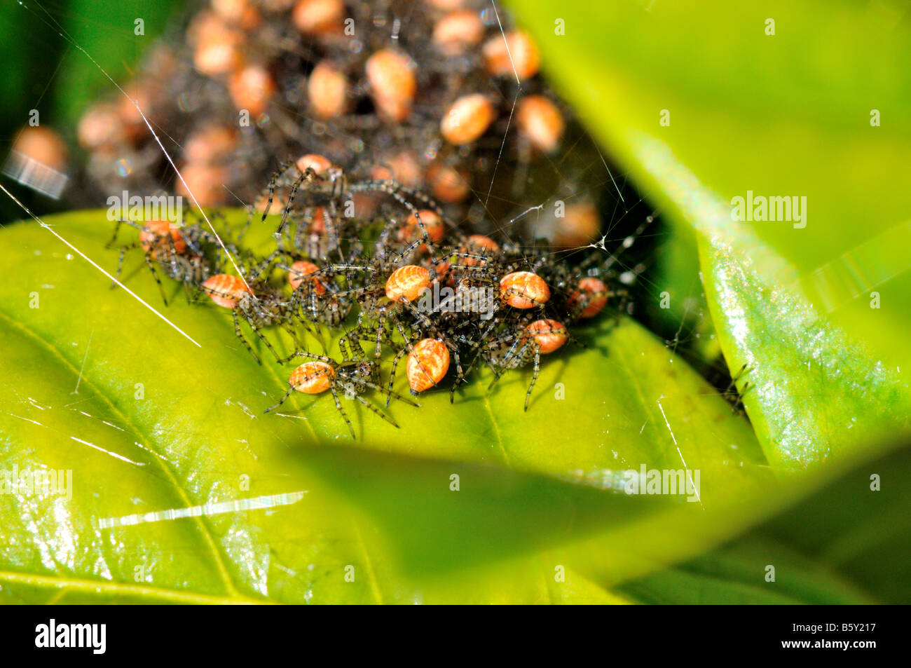 Spider hatchlings hi-res stock photography and images - Alamy