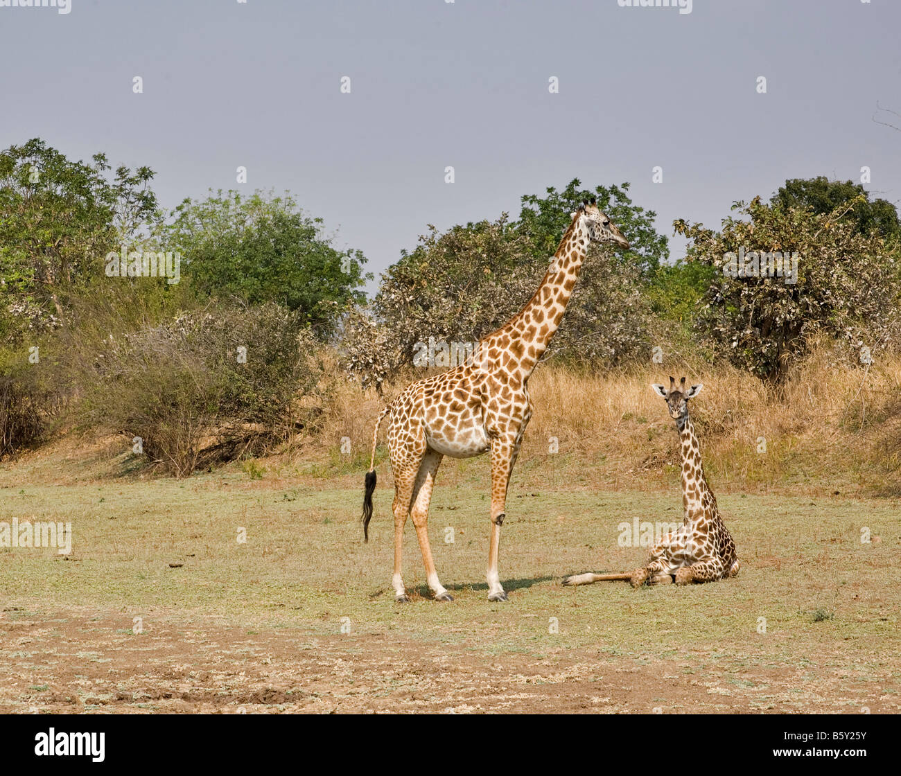 Thornycroft Giraffe at South Luangwa National Park in Zambia Stock ...