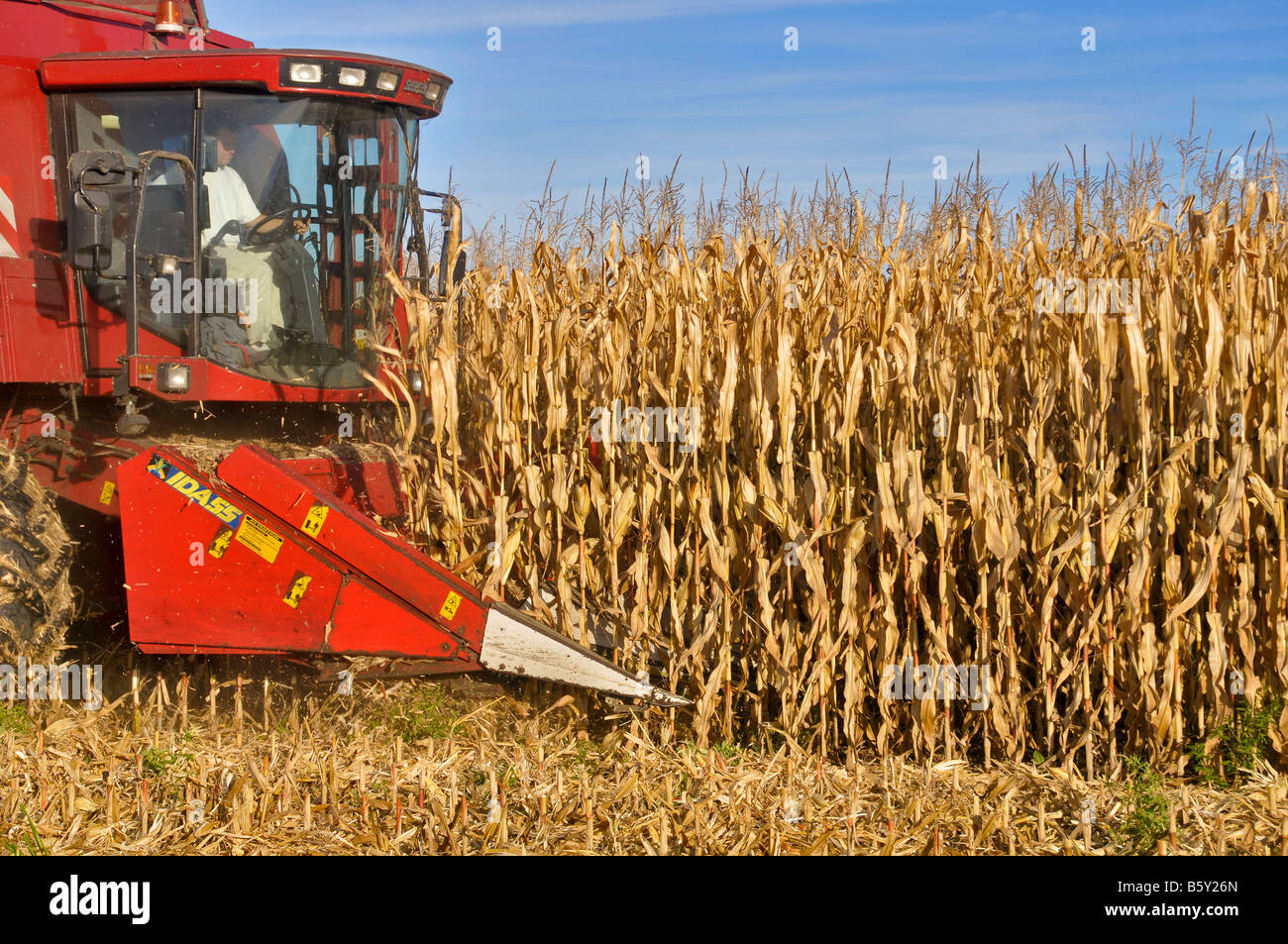 Corn (maize) harvest , France Stock Photo - Alamy