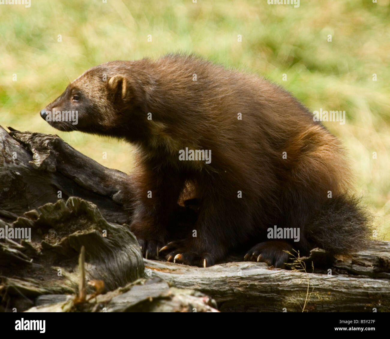 Wolverine weasel family hi-res stock photography and images - Alamy