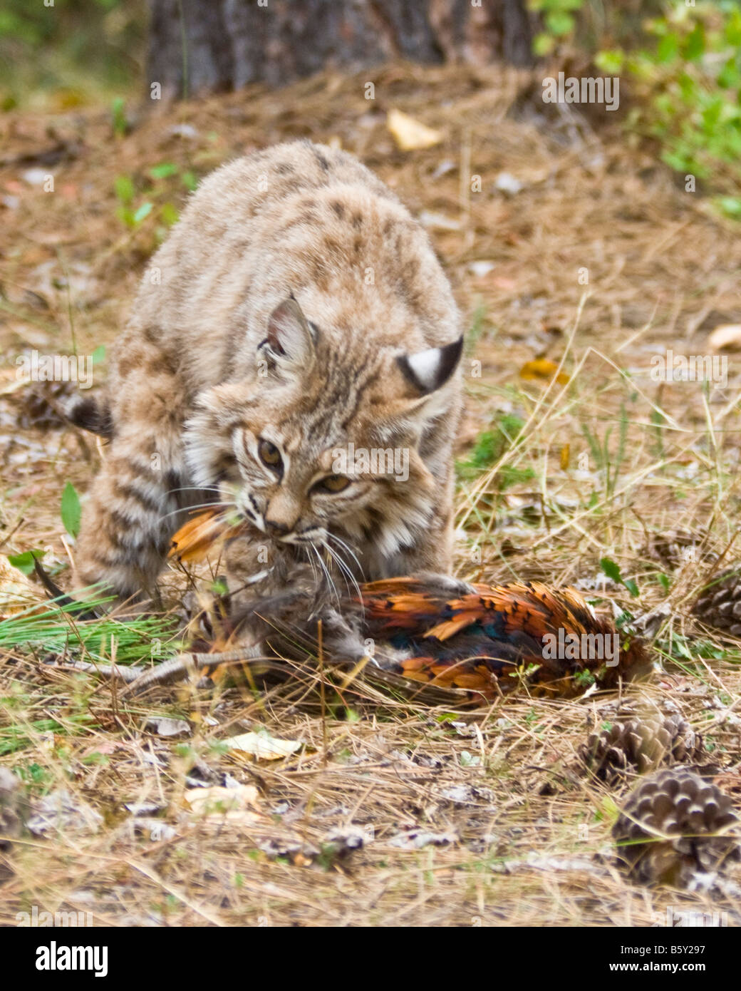 Bird eating bobcat hi-res stock photography and images - Alamy