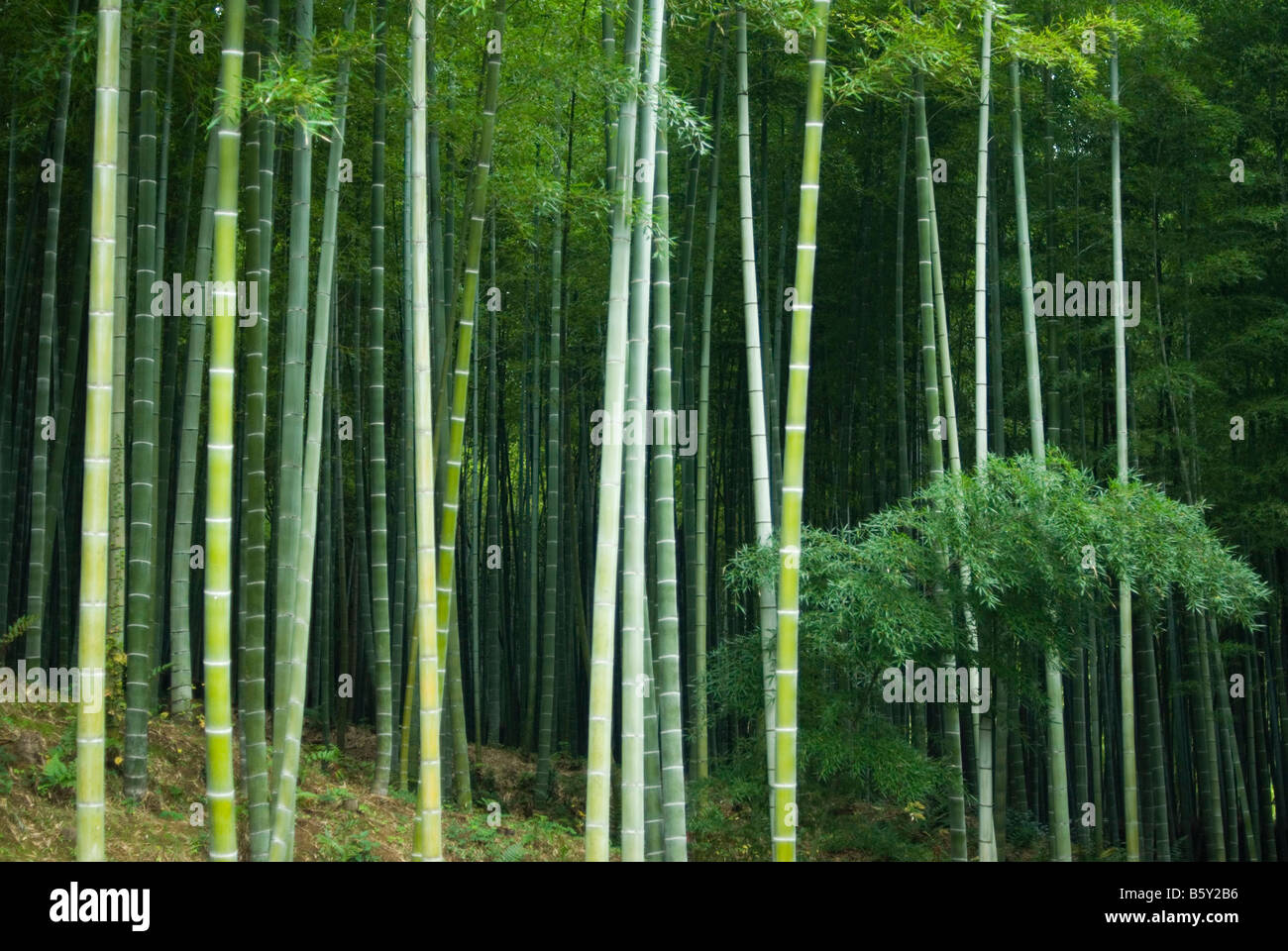 Bamboo forest in arashiyama park hi-res stock photography and images ...