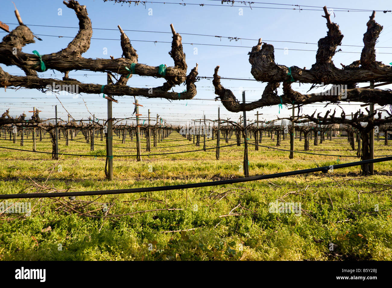 Mustard plant pot hi-res stock photography and images - Alamy