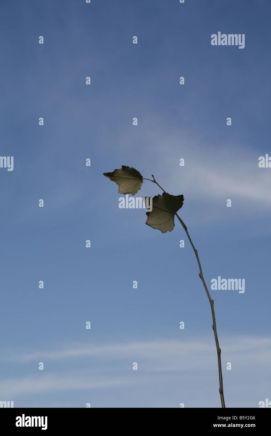last two leaves on bare tree top branch Stock Photo - Alamy