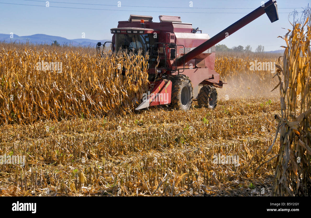 Corn maize harvest france hi-res stock photography and images - Alamy