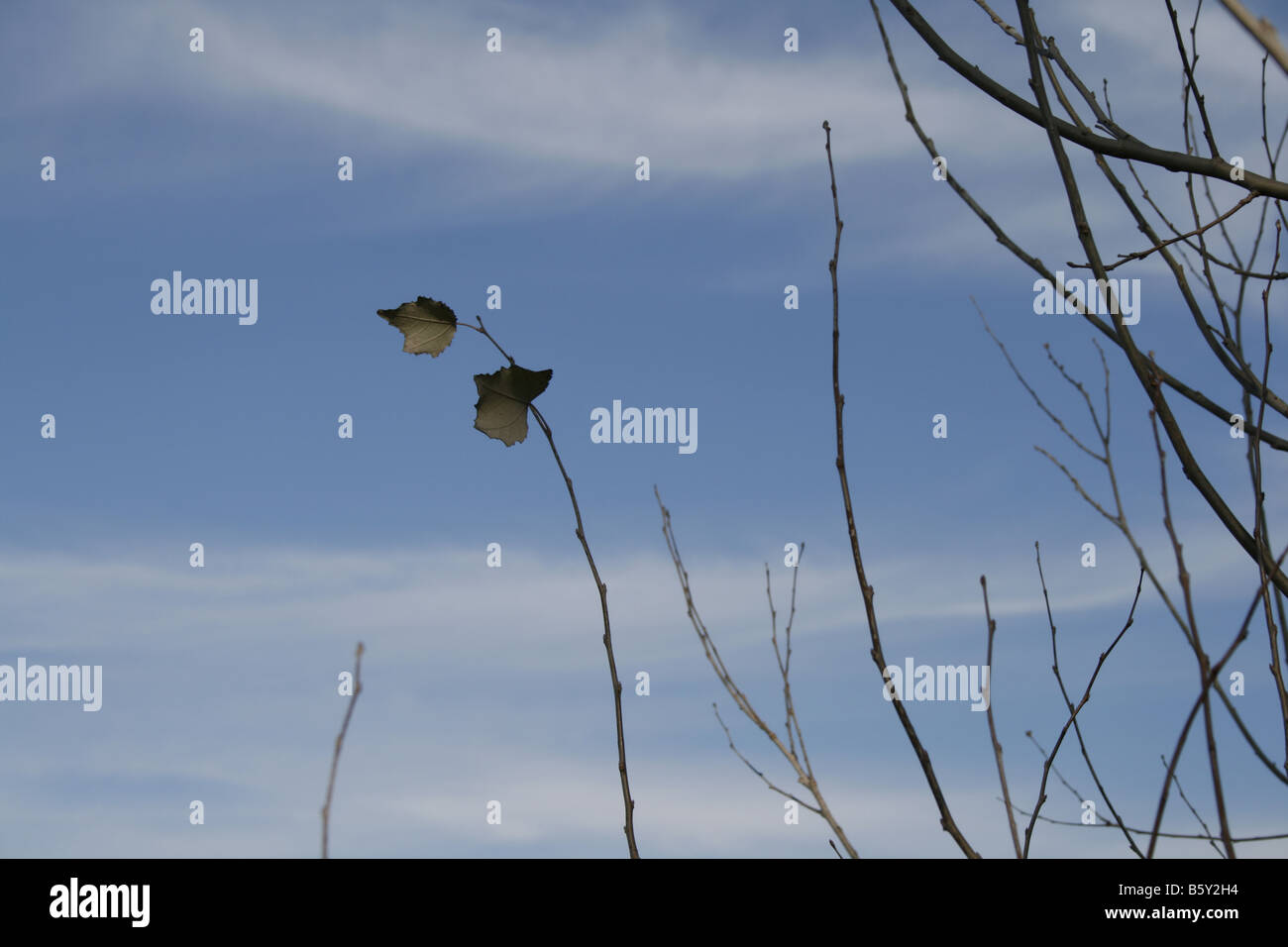 last two leaves on bare tree top branch Stock Photo - Alamy