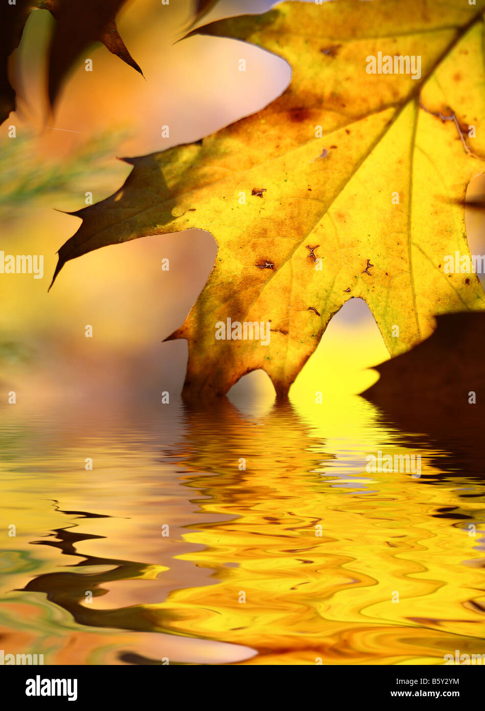 fine image of yellow fall tree leaf background Stock Photo - Alamy