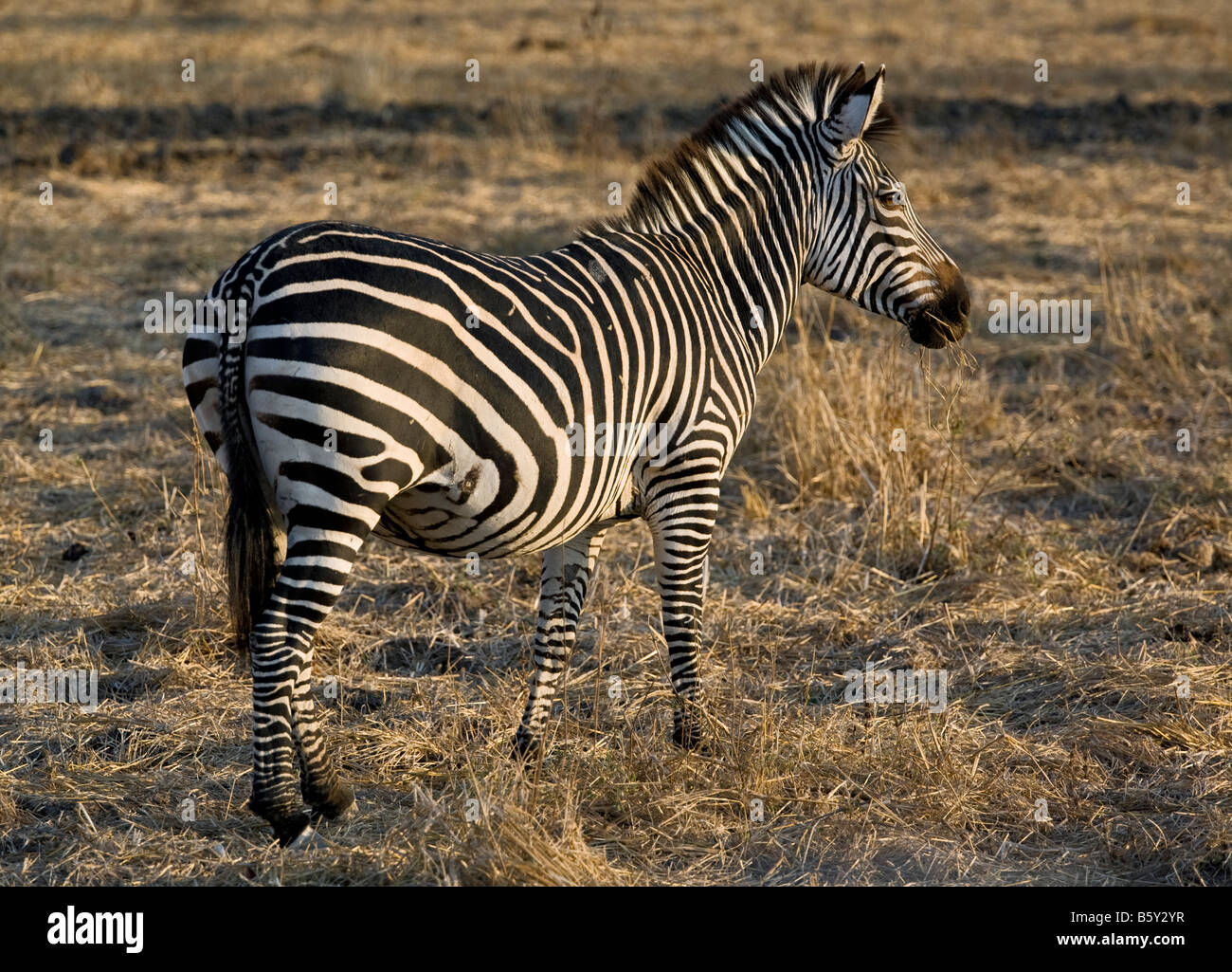 Plains zebra hi-res stock photography and images - Alamy